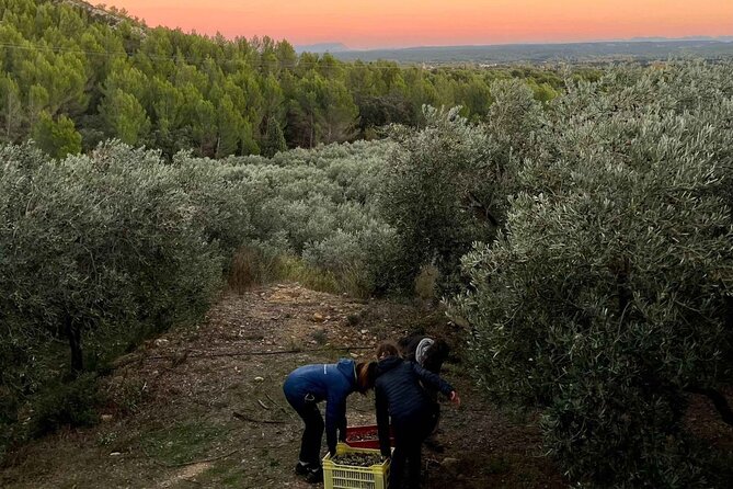 Private guided tour, olive grove in Salon de Provence. - Feedback from Visitors: Authenticity and Value