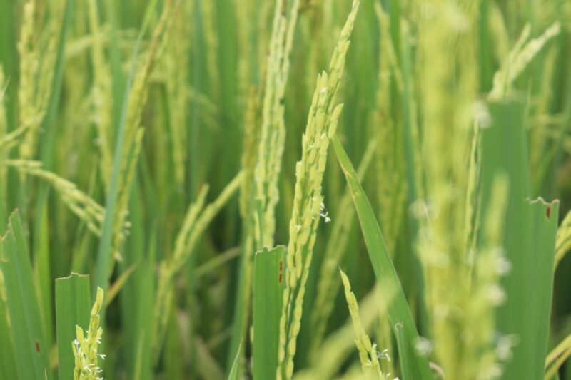 Private Wet Rice Growing Day Tour from Hanoi with Lunch - Why This Tour Stands Out