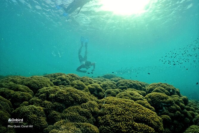 PRO-SNORKELING to Explore Hidden Coral Reefs (MAX 12 PAX) - Who Will Love This Tour?
