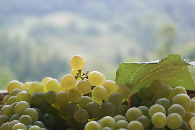 Proseccos Roots & the Karst Region from Trieste - What Travelers Say