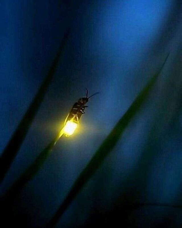 Puerto Princesa: Firefly Watching Tour with Dinner - What’s Included and What’s Not