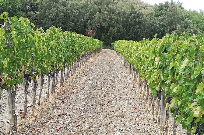 "Ramble Through The Rolling Hills Of Chianti" with lunch & Wine Tastings - In Summary