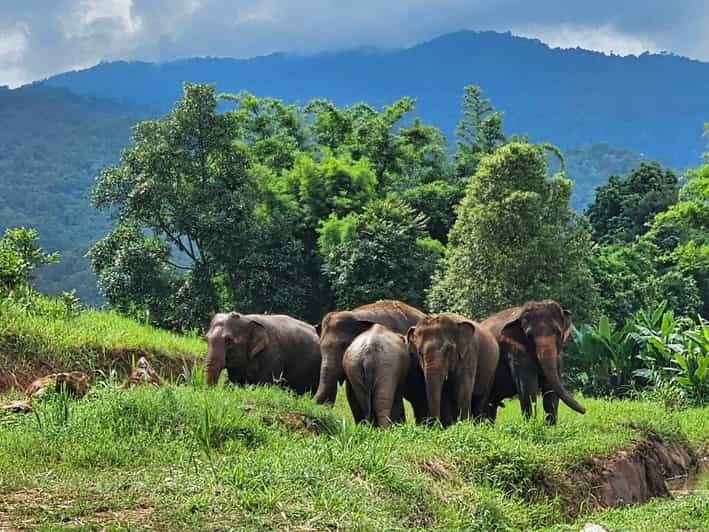 Rantong elephant sanctuary Chiangmai - The Practical Details: What You Need to Know
