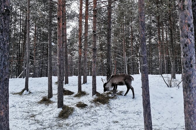 REINDEER FEEDING - Join us for a unique moment with our reindeer - Why This Tour Offers Great Value