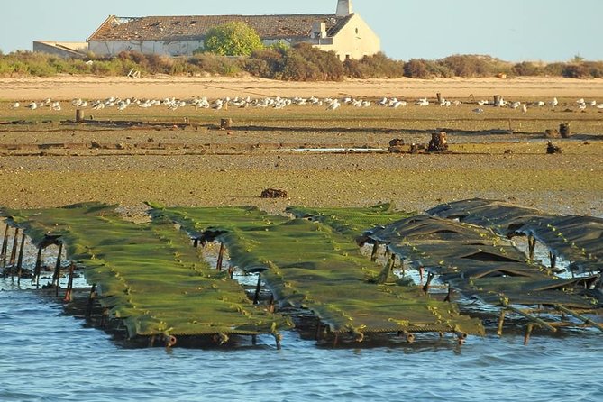 Ria Formosa - Boat trip to the 3 Islands: Armona | Culatra Island | Lighthouse - The Sum Up: Who Is This Tour For?