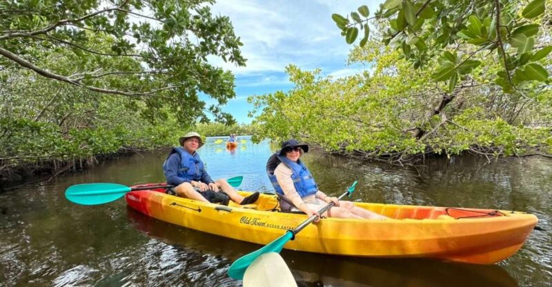 Robinson Preserve Mangrove Tour - The Experience: What You Can Expect