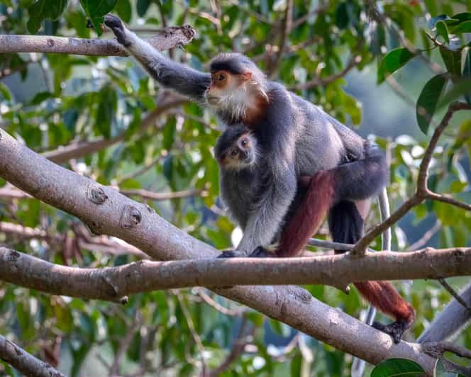 Safari - Finding the most endangered monkey in the World - What Makes This Tour Special?