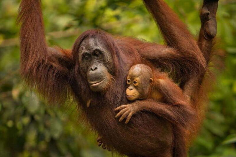 Sandakan: Orangutan Sanctuary Shared Day Trip Tour - Deep Dive into Each Stop