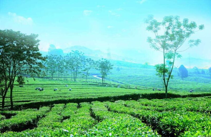 Sapa to Waterfall, Green Tea Farm with motorbike driver - How the Experience Comes Together