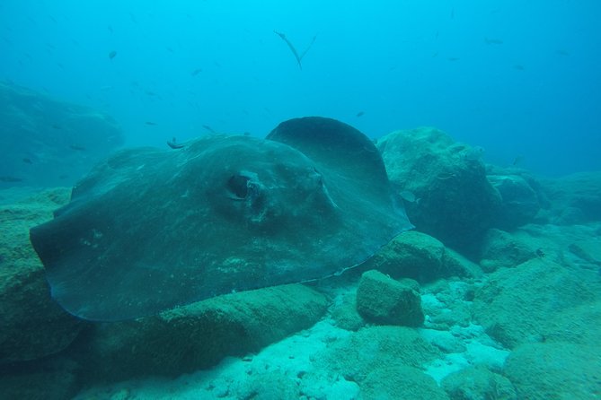 Scuba Dive excursion for Beginners in a Turtle Area - What Makes This Tour Stand Out