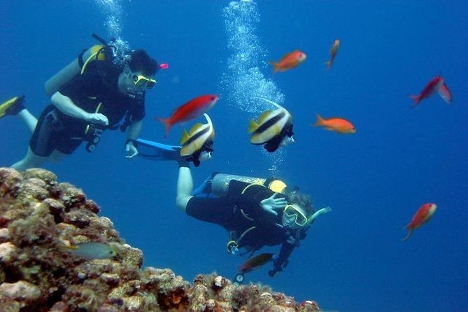 Scuba Diving Tour From Kusadasi / Selcuk - The Real Experience: What to Expect