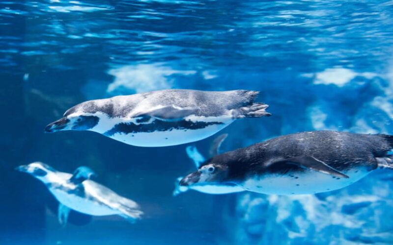 Seoul: Lotte World Aquarium Ticket - What Does the Visit Look Like?