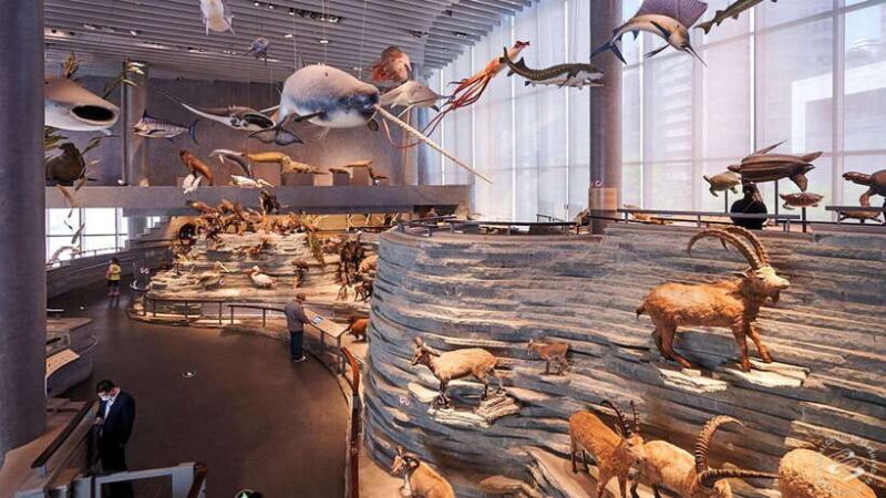 Shanghai: Natural History Museum Admission entry ticket - Engaging Young Minds and Families