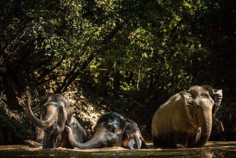 Siem Reap: Dine with Elephants, a Nature & Wildlife Journey - Practical Tips for Travelers