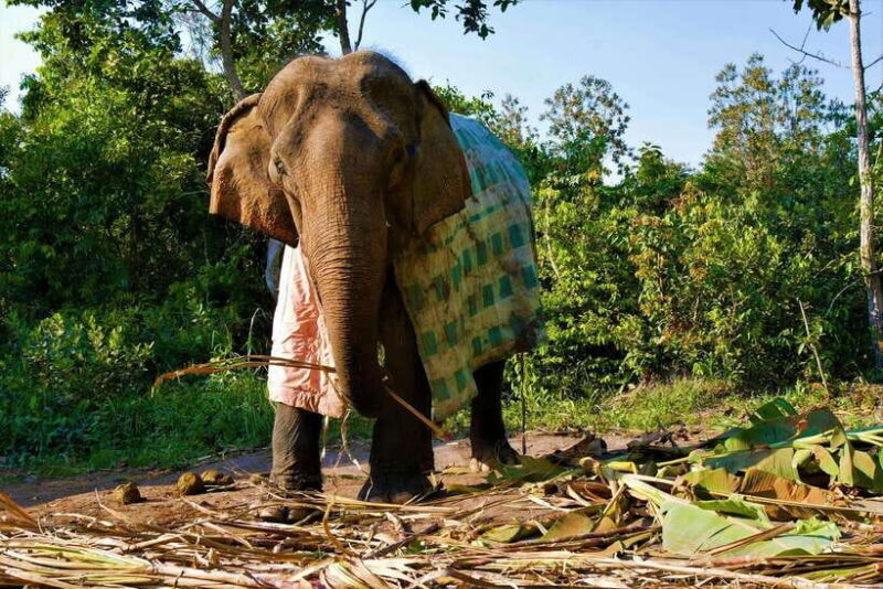 Siem Reap: Kulen Elephant Forest & Tonlesap Lake - Frequently Asked Questions