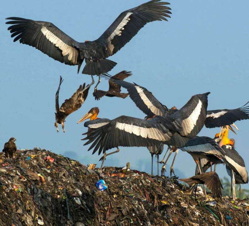 Siem Reap: Prek Toal Tonle Sap Biosphere Reserve Tour - What’s Included and What to Watch For