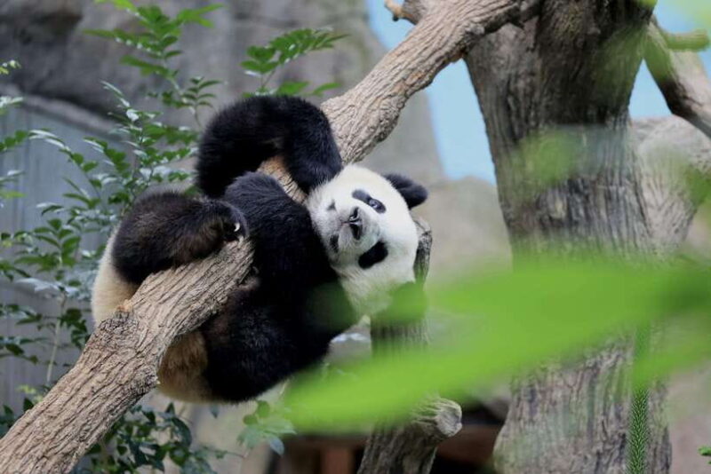 Singapore: Night Safari with Tram Ride and Private Transfer - Value and Practicality