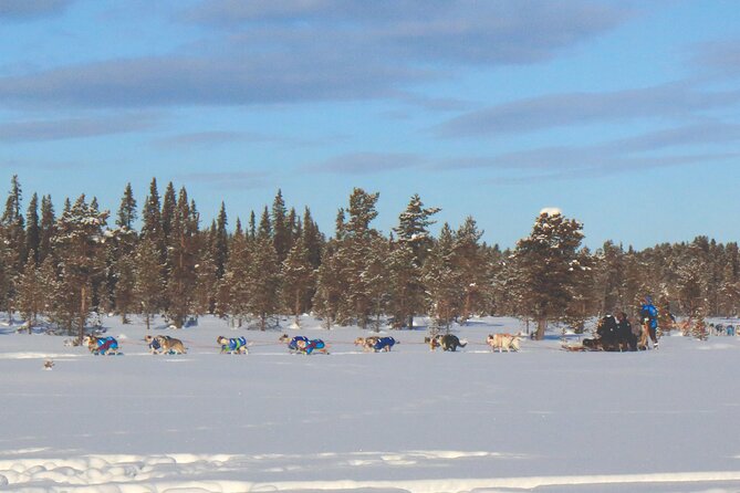 Sit Down Husky Ride Dog Sled Tour in Kiruna - Final Verdict