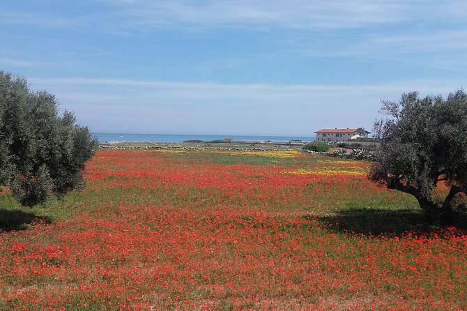 Small Group Half Day Tour of POLIGNANO a MARE and MONOPOLI - Practical Considerations