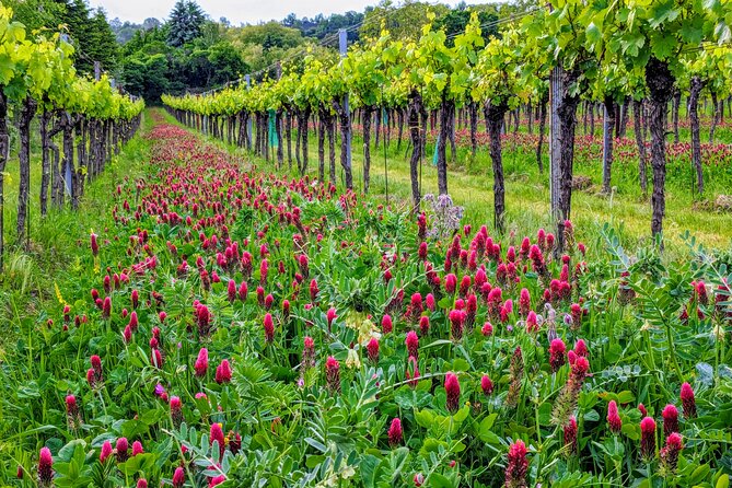 Small-group Vienna Wine Tour - The Wine Experience: A Glimpse into Vienna’s Heritage