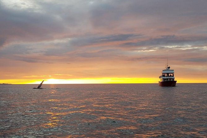 Small-group Whale Watching in the Midnight Sun from Reykjavík - What Travelers Say: Authentic Experiences & Practical Details