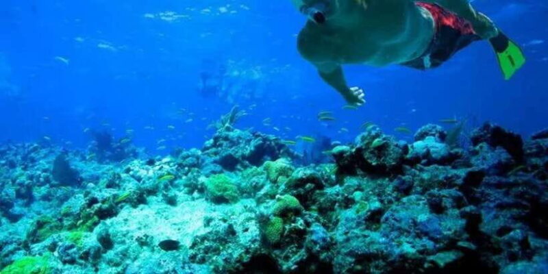 Snorkeling in Port City - The Marine Environment You’ll Encounter