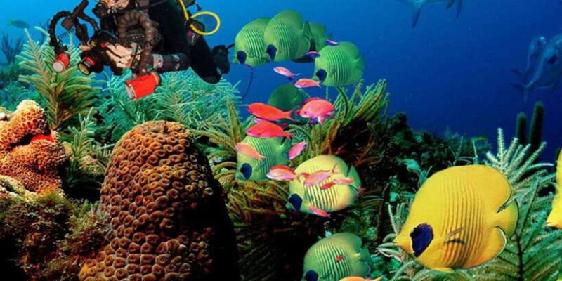 Snorkeling Trip from Polhena Beach, Matara, Sri Lanka - Who Should Consider This Tour?