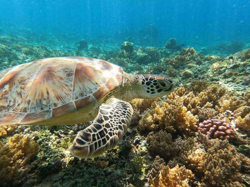 snorkling explore - What’s Included and What to Bring