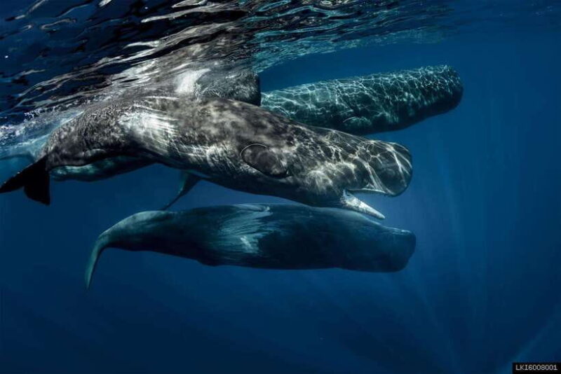 Southern Sri Lanka: Sea, Sand & Marine Life 2-Day Tour - What Travelers Say and Why It Matters