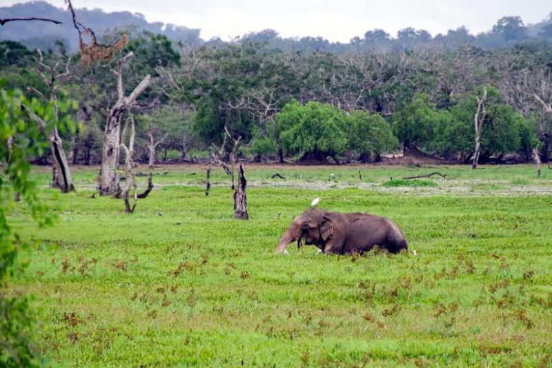 Sri Lanka 5-Day Private Guided Tour - Practical Considerations