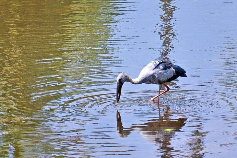 Sri Lanka Bentota: Private Mangrove Lagoon and River Cruise - Authenticity and Guides: What Sets This Tour Apart
