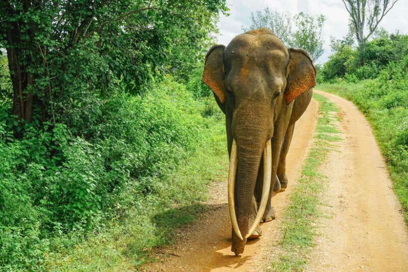 Sri Lanka cultural triangle full circle 3-day tour - Authentic Experiences and Honest Insights