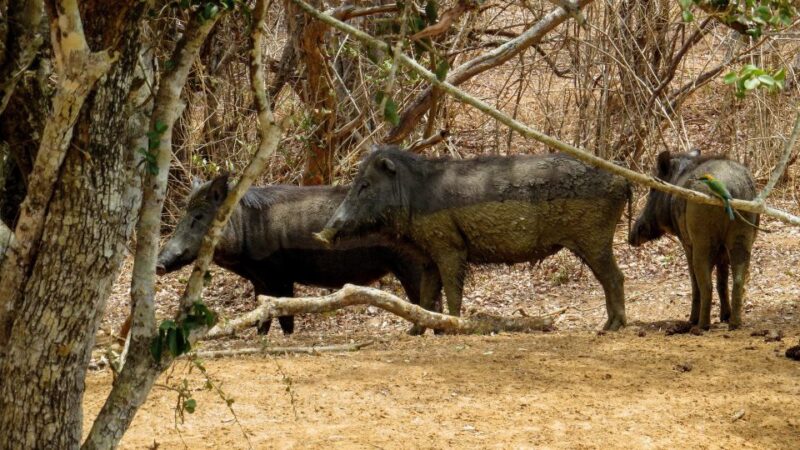Sri Lanka: Yala National Park Private Safari - Authentic Insights from Past Travelers