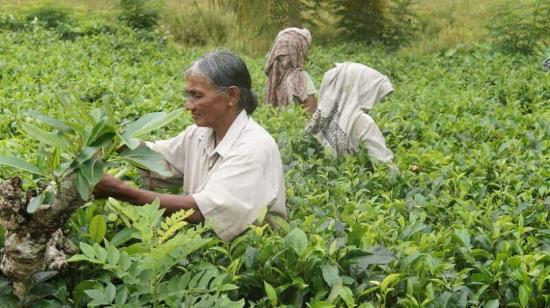 Sri Lanka's highlights: 12-day tour with temples, tea plantations and nature - Final Thoughts