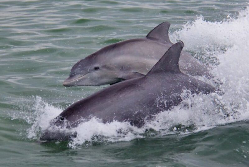 St. Pete Beach: Dolphin Racer Cruise by Speedboat - The Experience in Detail