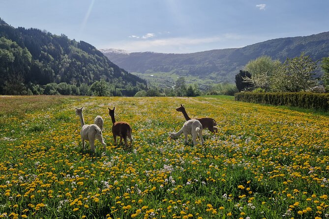 Steim Farm Experience in Vik, Norway - The Sum Up