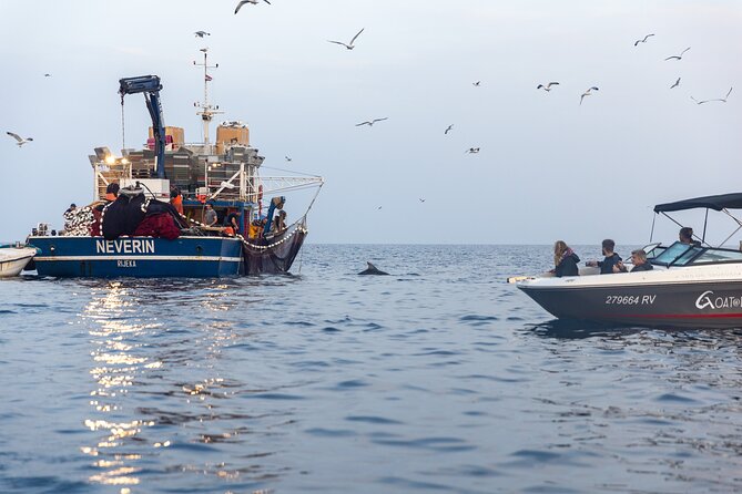 Sunrise Dolphins & Fishermen at Work speedboat tour in Rovinj - Authentic Encounters and Real Reviews