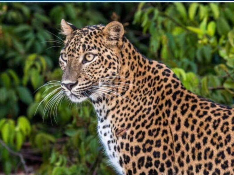 Tangalle/Mirissa: All Inclusive Full-Day Safari at Yala Park - Who Will Enjoy This Tour?