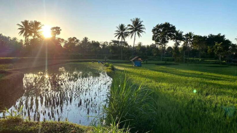 Tetebatu: Privat Tour Rice Terrace, Waterfall, Monkay forest - Who Should Consider This Tour?