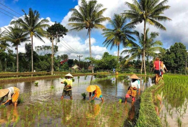 Tetebatu : Walk on Rice Terrace, Waterfall Include Luch - Final Thoughts
