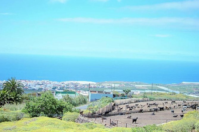 Tour Around the Island - Private VIP Tour in Tenerife - Potential Drawbacks