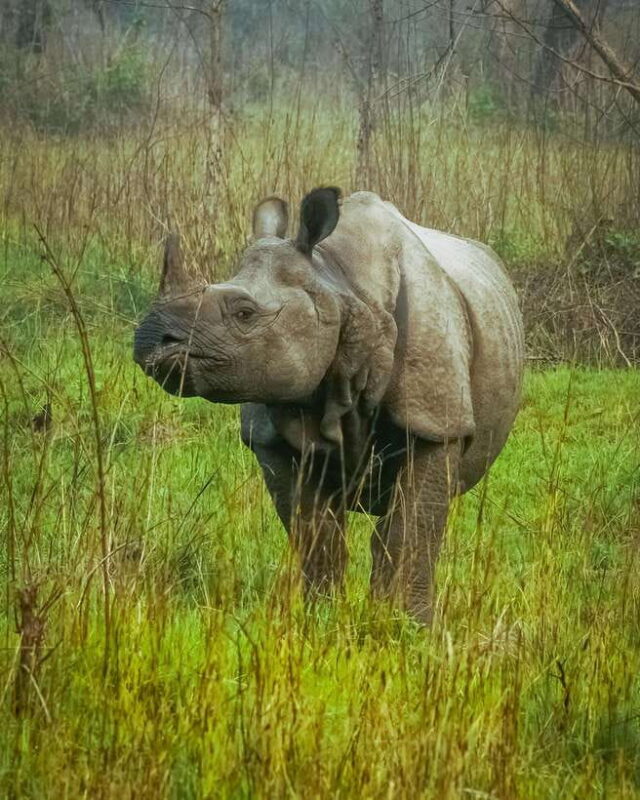 Tower Night Stay & Excursing through Chitwan National Park - The Sum Up