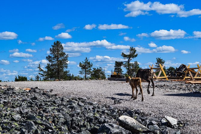 Trip to Pyhä-Luosto National Park and Amethyst Mine - The Sum Up