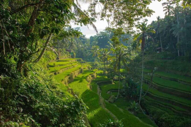Ubud Bali Tour - Itinerary Breakdown