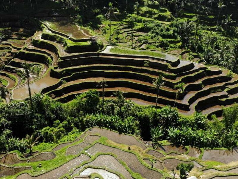 Ubud: Tirta Empul Temple, Rice Terraces, and Waterfall Tour - Practical Details and Tips