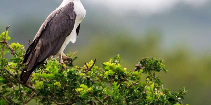 Udawalawa National Park: All-Inclusive Private Day Tour - FAQ