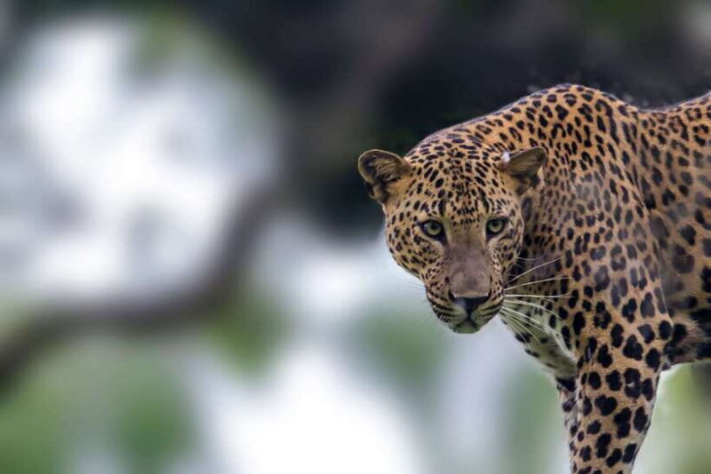 Udawalawa: Udawalawa National Park Safari Tour - Who Will Love This Tour?