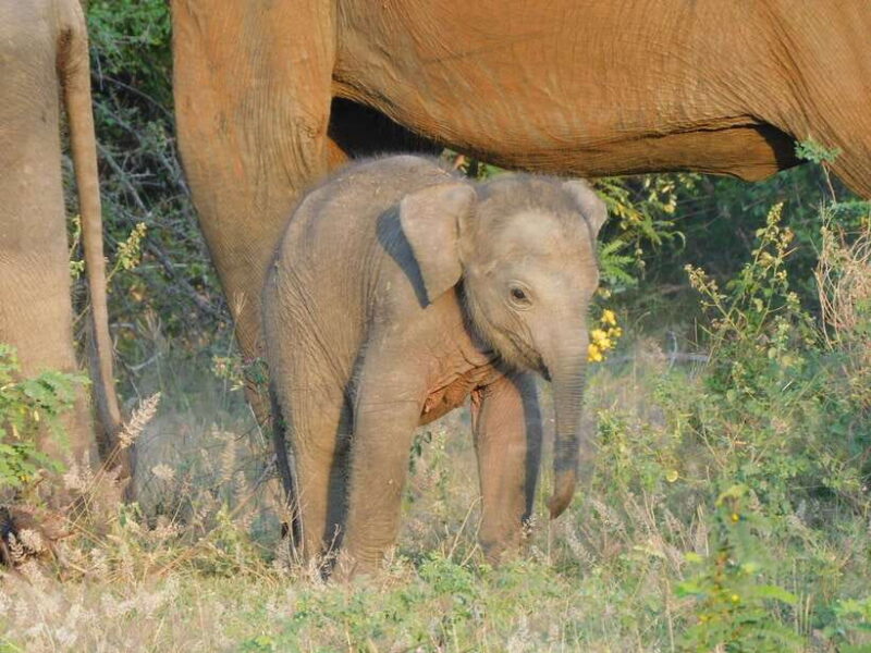 Udawalawe Elephants Safari Tour from Hambantota port - Who Will Love This Tour?