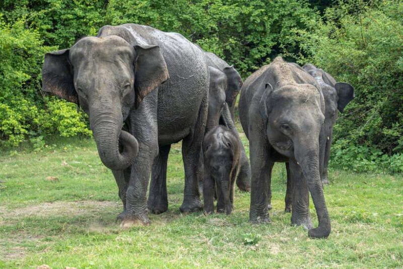 Udawalawe National Park: Private Safari - Authentic Experiences and Real-Life Insights