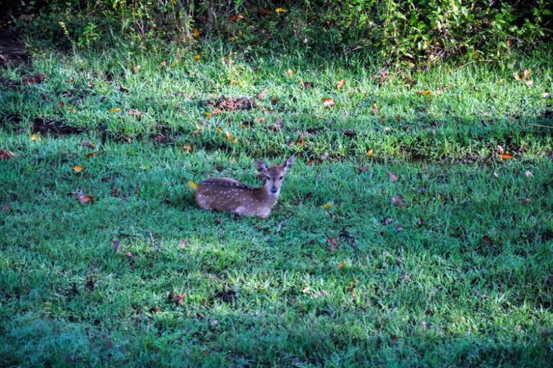 Udawalawe National Park Private Safari from Kalutara - Practical Tips for Your Safari